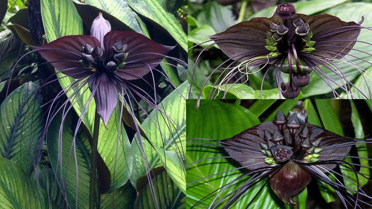 Fiore del diavolo pianta, caratteristiche e uso mistico