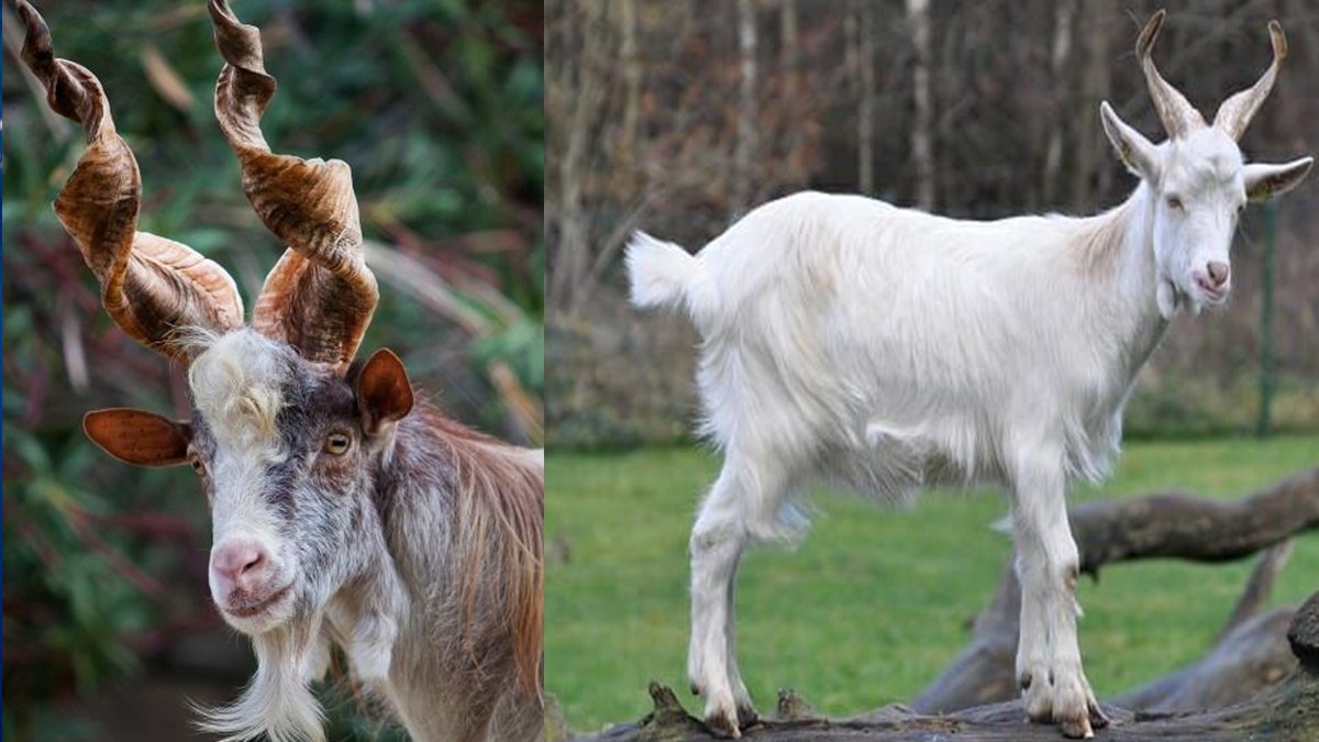 Capra simbolo e significato – Il Bosco delle Streghe