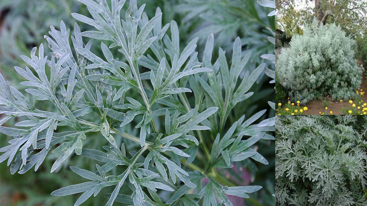 Assenzio pianta, proprietà, descrizione pianta assenzio