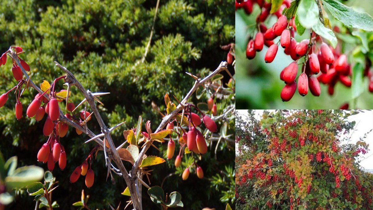 Crespino Etna pianta e proprietà – Il bosco delle streghe