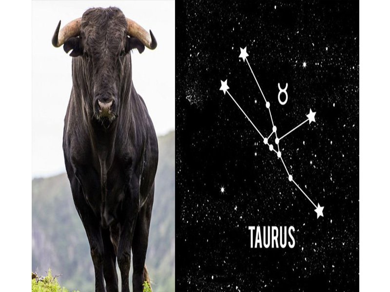 Toro, segno zodiacale, tratti della personalità, pianeta, fiore e pietre