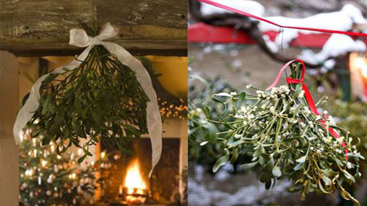 Da dove nasce la “Tradizione del bacio sotto il vischio”?