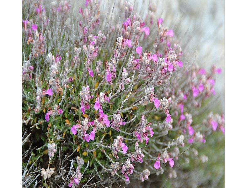 Camedrio maro proprietà pianta, la pianta dei serpenti velenosi