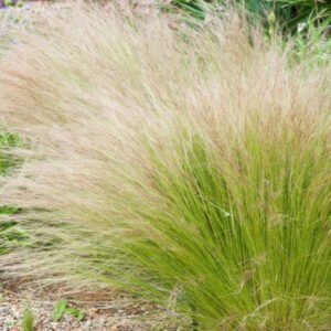 Erbe strega - Il bosco delle Streghe